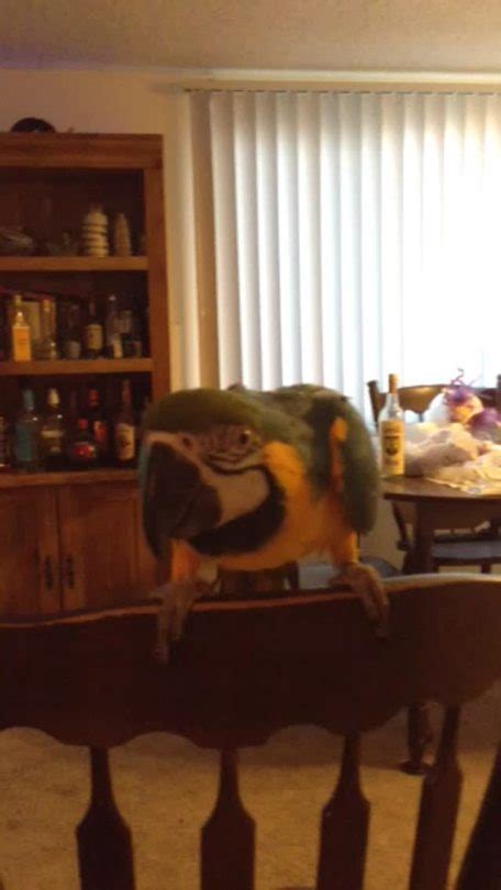 She Really Likes Dancing To This Song Tumbex