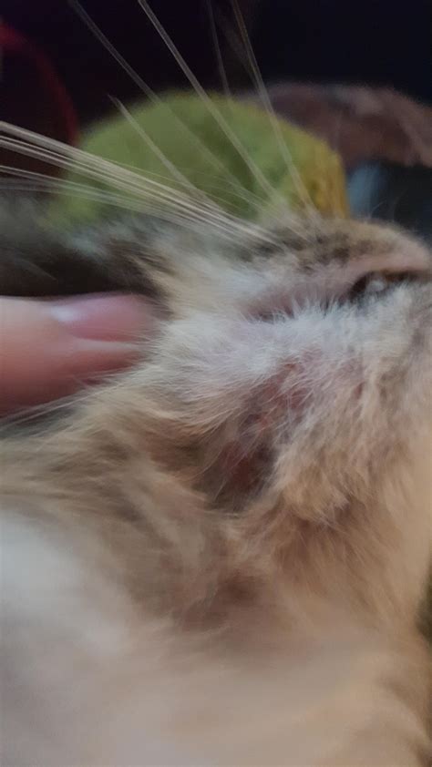Cat Acne Help Rpopping