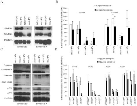 A Northern Blot Analysis Of Mitochondrial 15s Rrna And 21s Rrna The