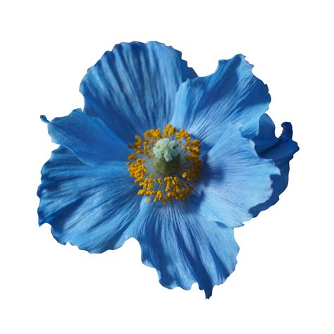 Himalayan Blue Poppy 12896727 Png