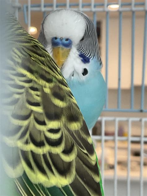 Sus R Budgieparty