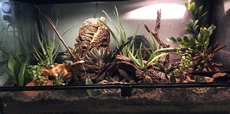 My Bioactive Leopard Gecko Enclosure R Bioactive