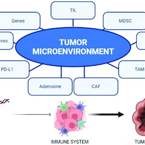 The Tumor Microenvironment Is Influenced By Multiple Factors The