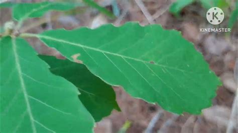 산채난초 60회 춘란산행 서반 Youtube