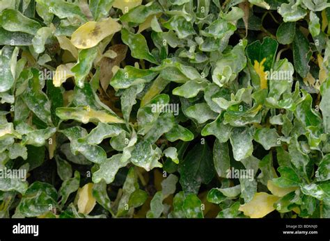 Powdery Mildew Oidium Euonymi Japonici Infection On A Euonymus