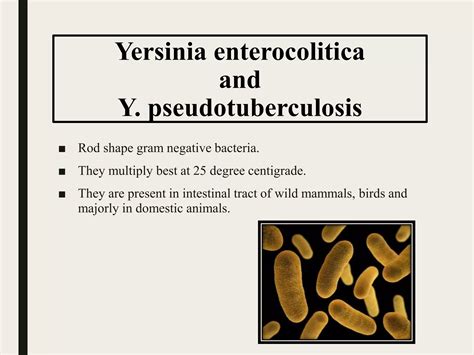 Yersinia Pptx