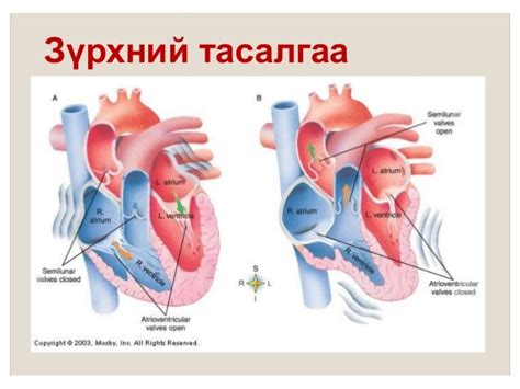 Зүрхний анатоми ба физиологи
