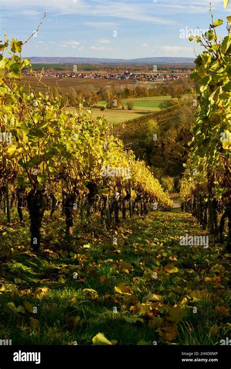 Landschaft Und Weinberge An Der Volkacher Mainschleife Bei Neuses Am Berg Stadt Dettelbach