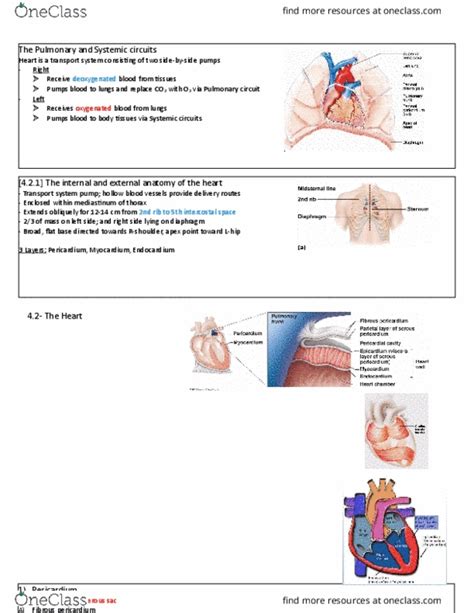 Anp 1105 Midterm Revision 42 Heart All You Need To Know For Midterms Oneclass