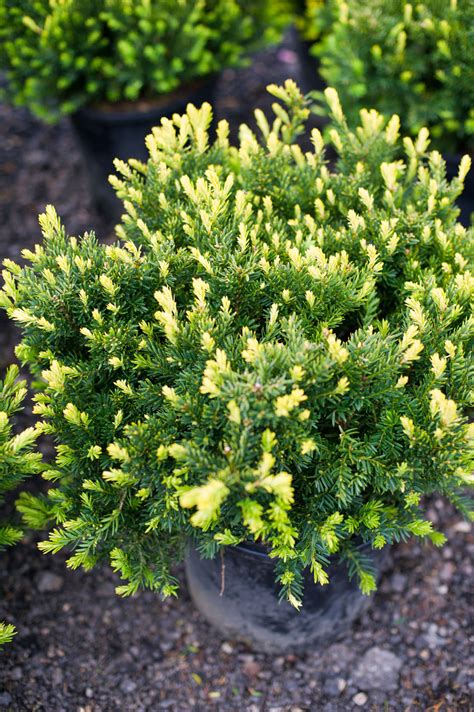 Yew Densiformis For Sale In Boulder Colorado