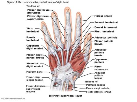 Anatomy Of Wrist