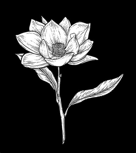 Черно белый рисунок цветка магнолии Премиум векторы