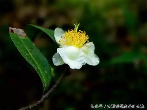 喝過安溪鐵觀音茶葉見過安溪鐵觀音茶花 每日頭條