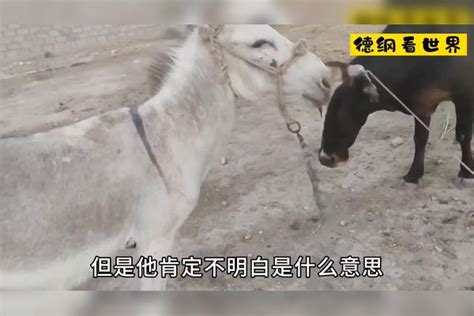 公马和母牛的配种过程，外国小哥为这次的事情真的操碎了心，辛苦外国事情母牛