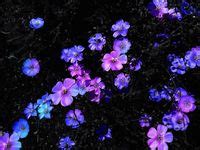 780 Flower Backgrounds Ideas In 2025 Pretty Wallpapers Pretty