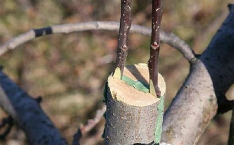 Щеплення плодових дерев Garden Landscaping, Leather Bracelet, Landscape ...