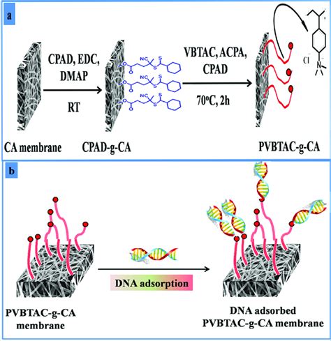 Raft Based Sequential Surface Modification Procedure For Electrospun Ca