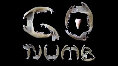 Go Numb Free Sex Video Redtube