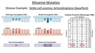 Mutations Types Of Mutation Point Missense Nonsense PDF