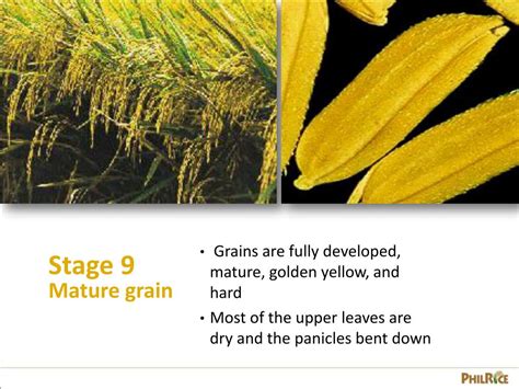 Ppt Growth Stages Of The Rice Plant Powerpoint Presentation Free Download Id3123126