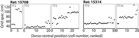 grid cells and neural coding in high end cortices neuron