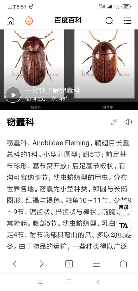 窃蠹科蛀虫 窃蠹科蛀虫图片 伤感说说吧
