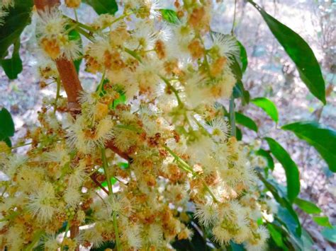 လိပ်သိုဒေသရှိ တညင်းပင်များ လှိုင်လှိုင်ဖူးပွင့်နေပြီး ယခုနှစ်တွင်လည်း တညင်းပင်များ တိုးချဲ့စိုက