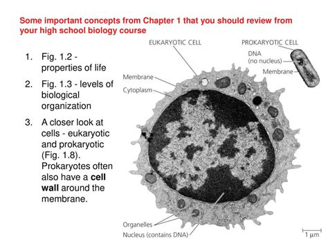 Learning Goals Lecture 2 Biological Diversity Basic Ideas Prokaryotes Protists Readings