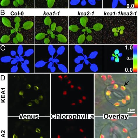 Fig S1 Overview Of T Dna Insertion Lines Isolated And Used In This