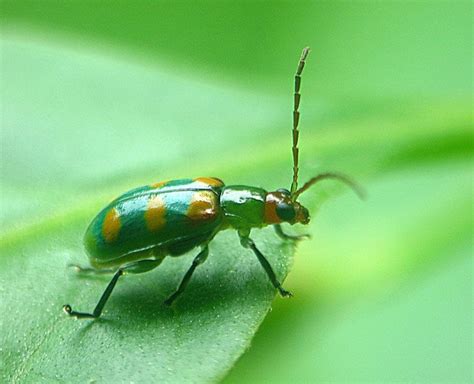 Vaquinha Verde Amarela Diabrotica Speciosa