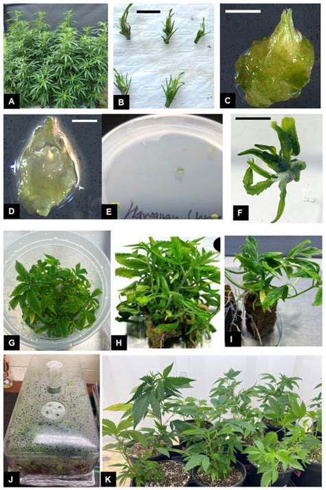 Optimizing Growth Regulator Concentrations For Cannabis Sativa L