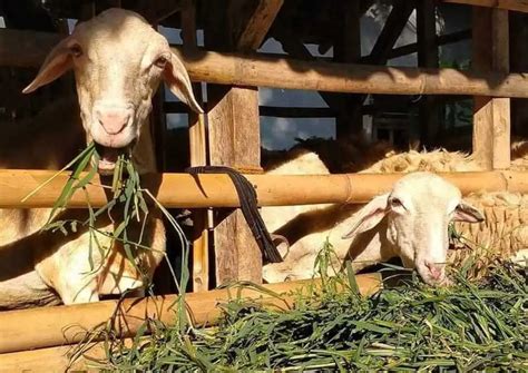 Budidaya Pakan Kambing Kunci Sukses Peternakan Produktif