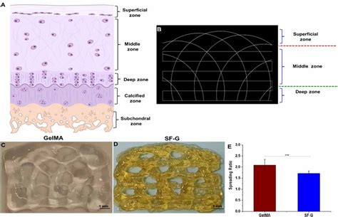 A Different Zones Of Articular Cartilage Bthe Final Tool Pathway