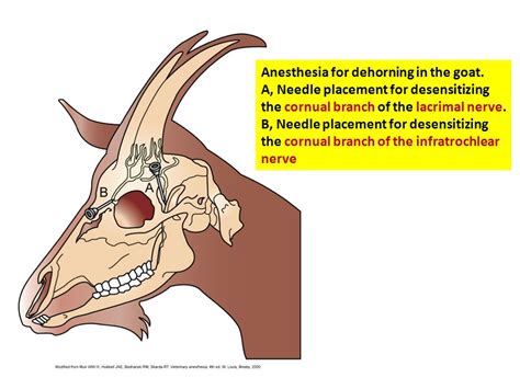Goat Horn Nerve Block At Elias Hull Blog