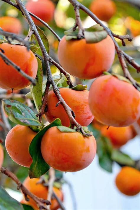 Buy Fuyu Japanese Persimmon Tree Free Shipping Wilson Bros Gardens 5 Gallon Pot For Sale