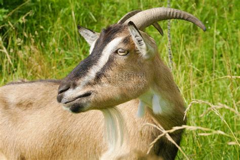 山羊高清图片下载 正版图片502563170 摄图网