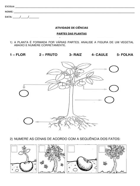 Atividade 2 Ano Partes Da Planta Pdf
