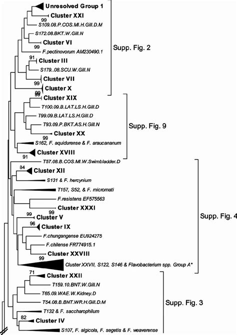 Dendrogram Generated Using The Neighbor Joining Method In Molecular