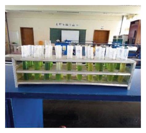 A Extraction And B Determination Of Chlorophyll Content From Sample