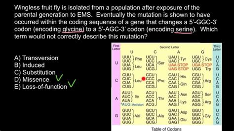 Transversion Mutations Vs Transition Mutations Nikolays Genetics Lessons