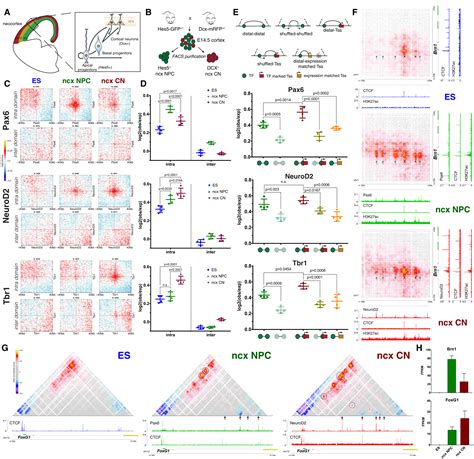 Multiscale 3d Genome Rewiring During Mouse Neural Development Cell