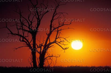 Sunset With Tree GoodSalt