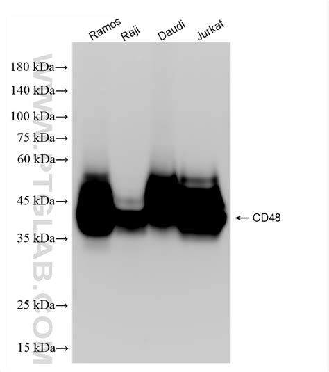 Cd48 Antibody 84186 5 Rr Proteintech