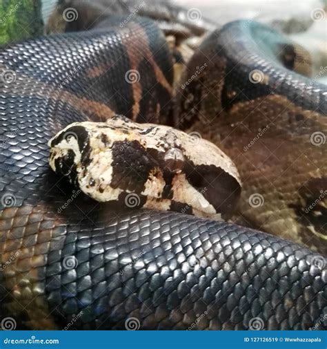La Serpiente De Python Arrolló En Cautiverio En El Parque De Jaie Duque