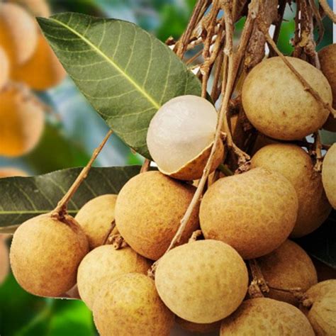 Longan Fruit Dragons Eye Dimocarpus Longan Fruit Live Plant Home