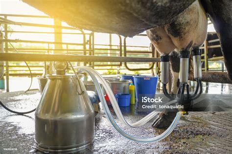 작업자 사용 시설을 젖을 짜는 암소 및 기계화 짤 장비 낙농 공장 원료 우유를 생산 강철에 대한 스톡 사진 및 기타 이미지 강철 건축물 고기 Istock