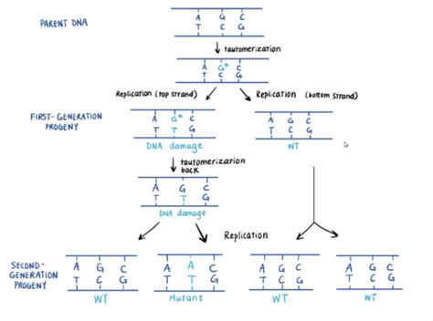 Cycle 4 Genetic Variation Due To Mutation Lecture 9 Flashcards Quizlet