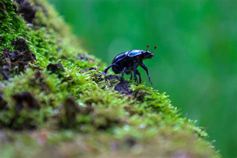 무지개 빛깔의 푸른 껍질을 가진 반짝이는 숲 딱정벌레가 밝은 녹색 이끼로 덮인 경사면에 서 있습니다 흐릿한 배경은 곤충에 대한 초점을 강조하여 깊이를 만듭니다 자연계에 대한