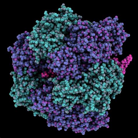 Mitochondrial Atp Synthase 1 Photograph By Laguna Design Science Photo Library Fine Art America