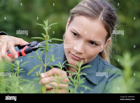 Woman Pruning Tree Hi Res Stock Photography And Images Alamy